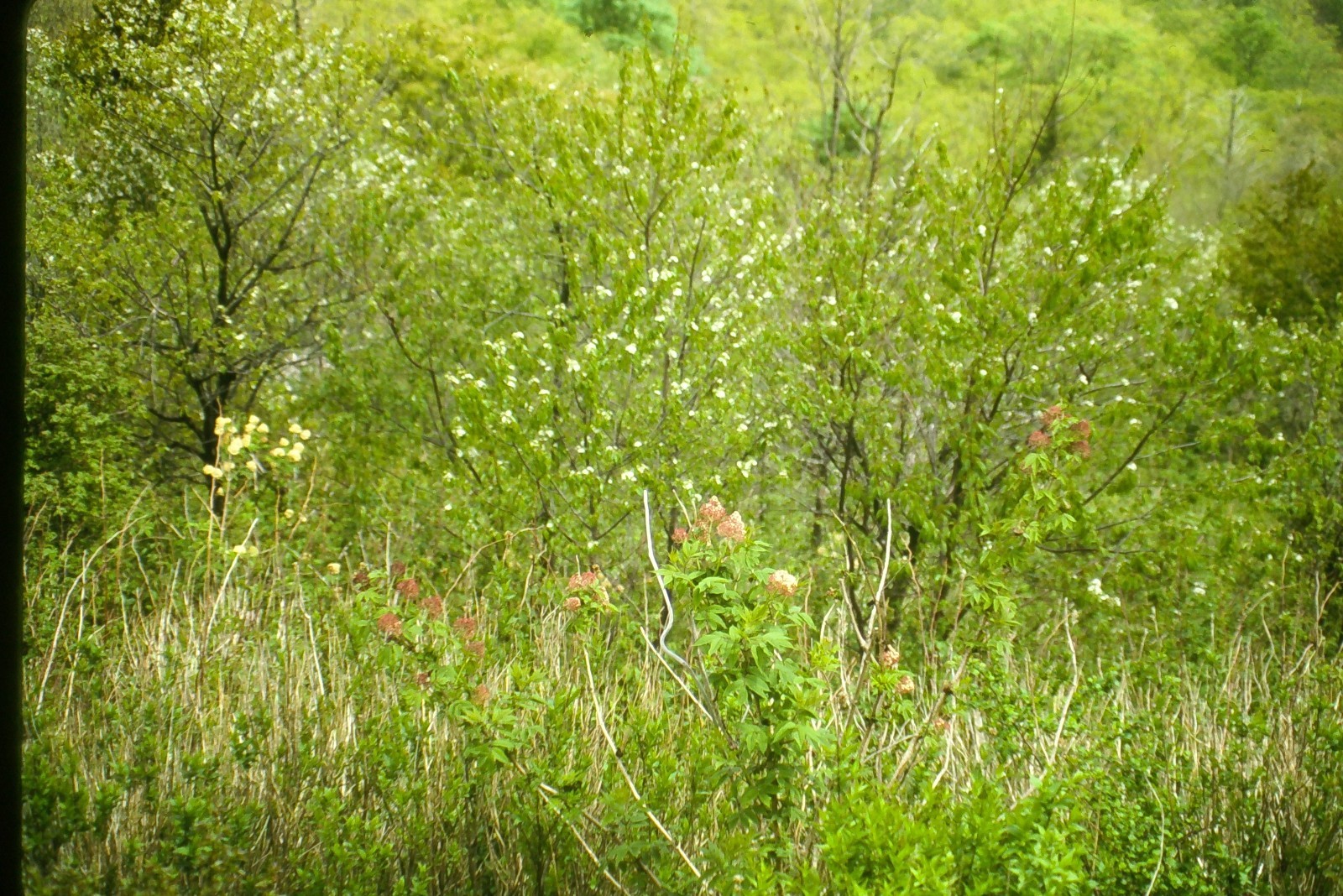 1987 Blue Ridge Parkway 35mm Forest Undergrowth Wildflowers Scenic ...