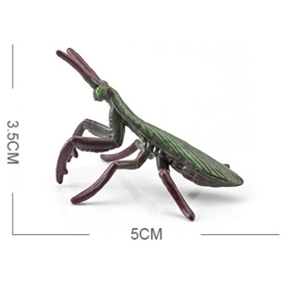 Expand Knowledge and Have Fun with Realistic Bug Insects Models Set of ...