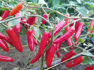 Chili Serrano del Sol 10 Samen | eBay.de