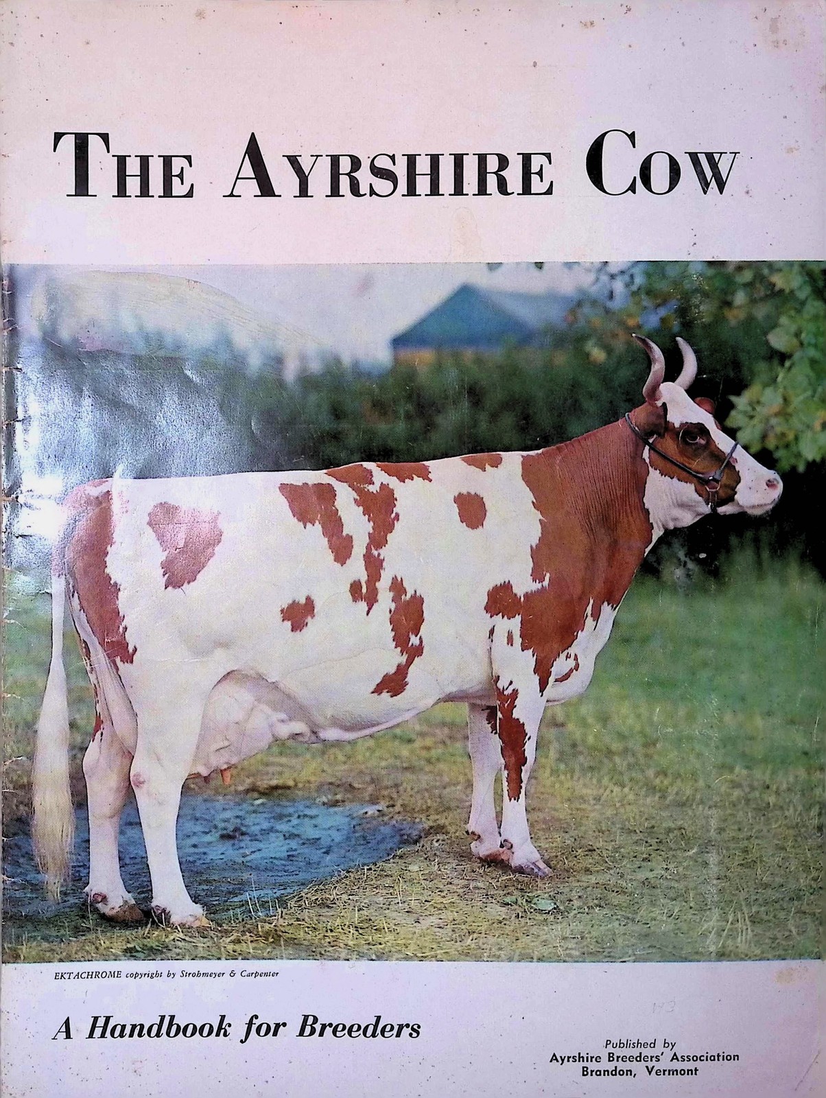 Ayrshire Cow Breeders Association Handbook 1950s VT Cattle Dairy ...