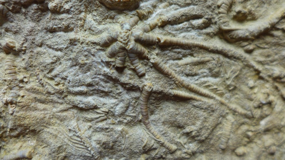 GEOLOGICAL ENTERPRISES Jurassic fossil Crinoids Ailsacrinus abbreviatus ...