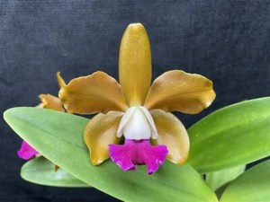 Waldor Orchids | eBay Stores