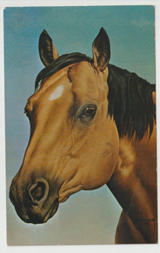 NICK W Champion Quarter Horse Stallion Postcard Dickinson Art Card | eBay