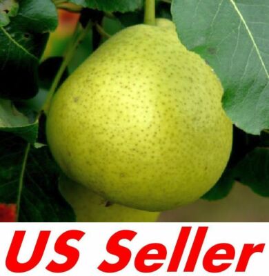 8 Fresh Cuttings (unrooted) of Asian Pear - Shin Li Trees T77, Sweet ...