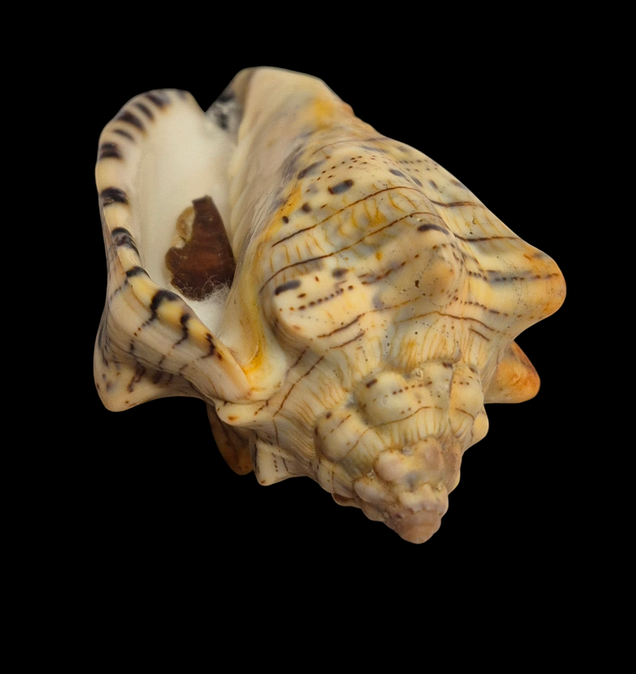 Conchiglia Shell VOLUTA MUSICA W/O Venezuela 73,1 mm | eBay