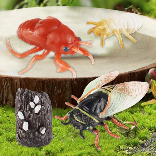 Cicada Life Cycle Set Animals Figurine Toy for Kids Children Birthday ...