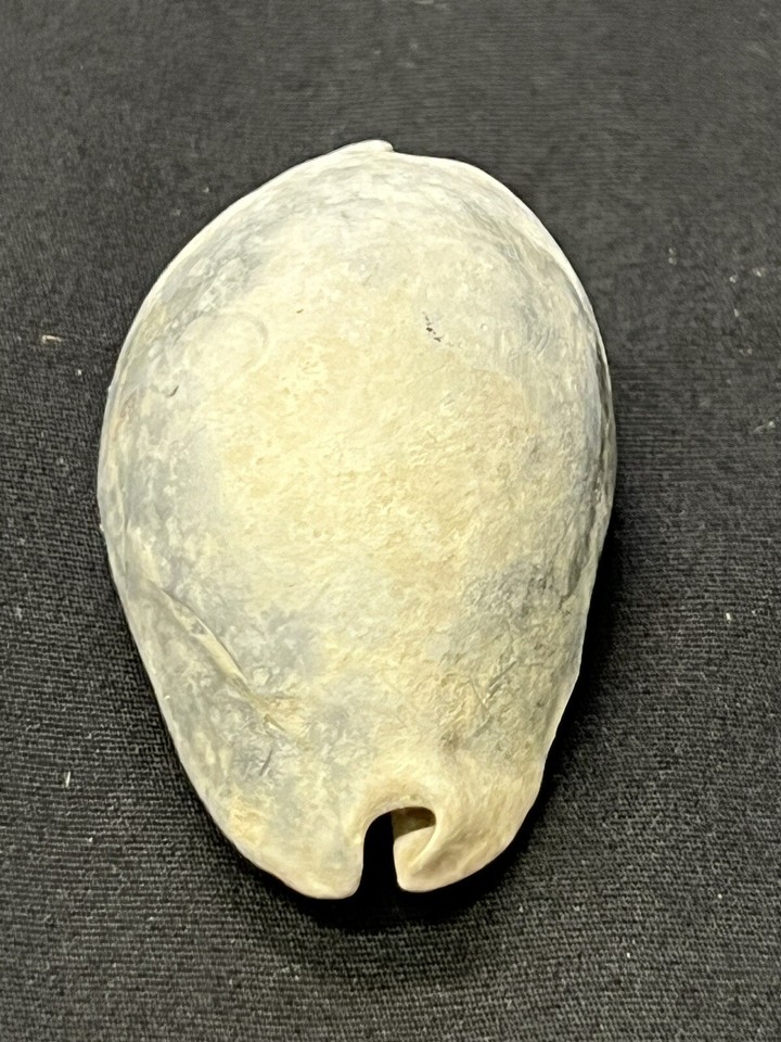 EXTINCT Fossilized COWRIE Shell From Central Florida - Pliocene Era. | eBay