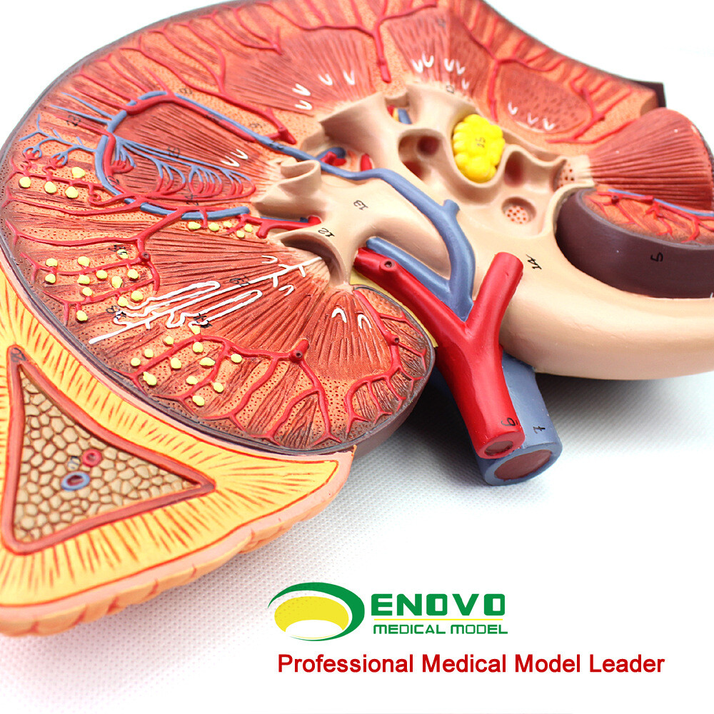 Adrenal Gland Model Hormones Physiopedia