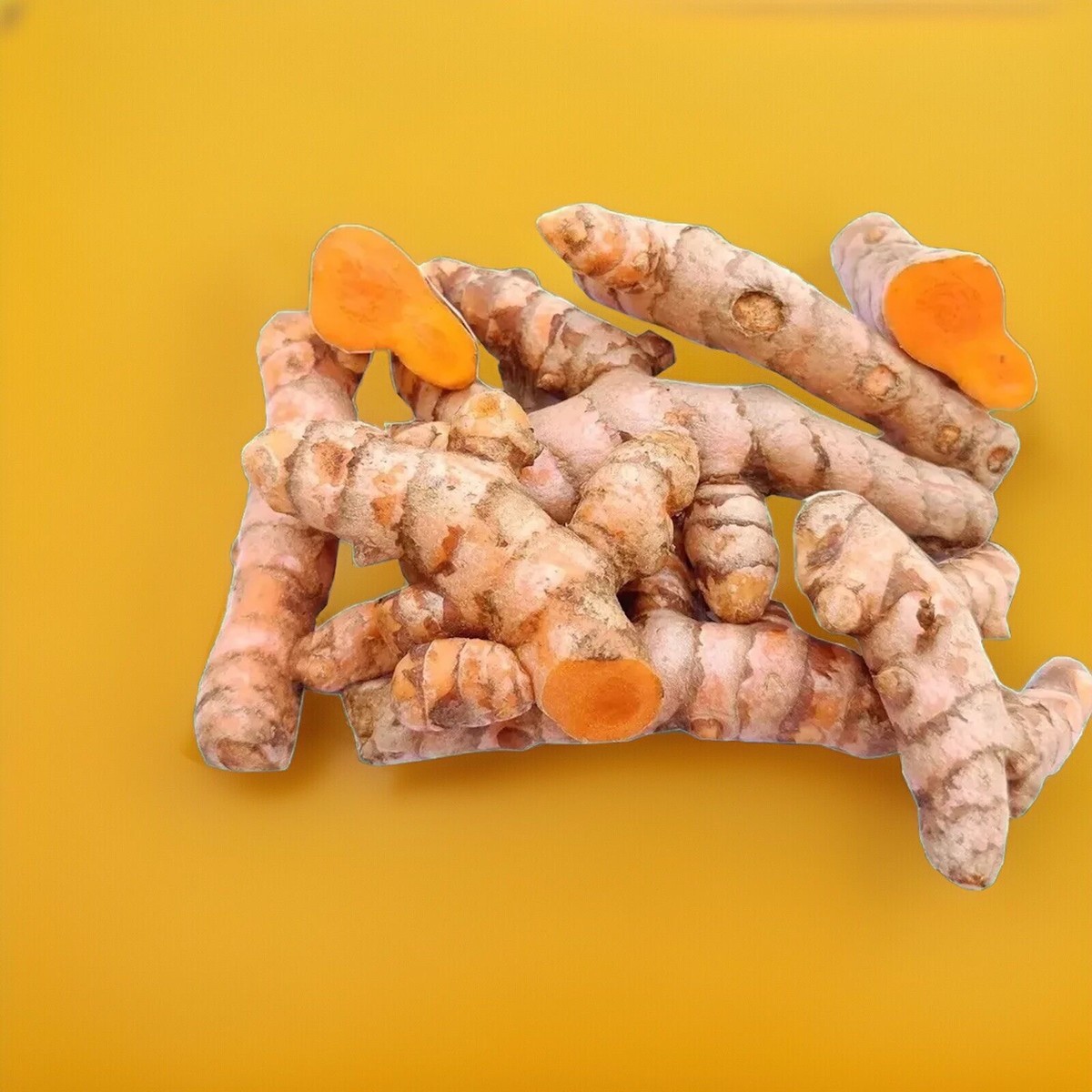 Yellow Root For Sale Natural Dried Yellow Dock Root Powder – Organic