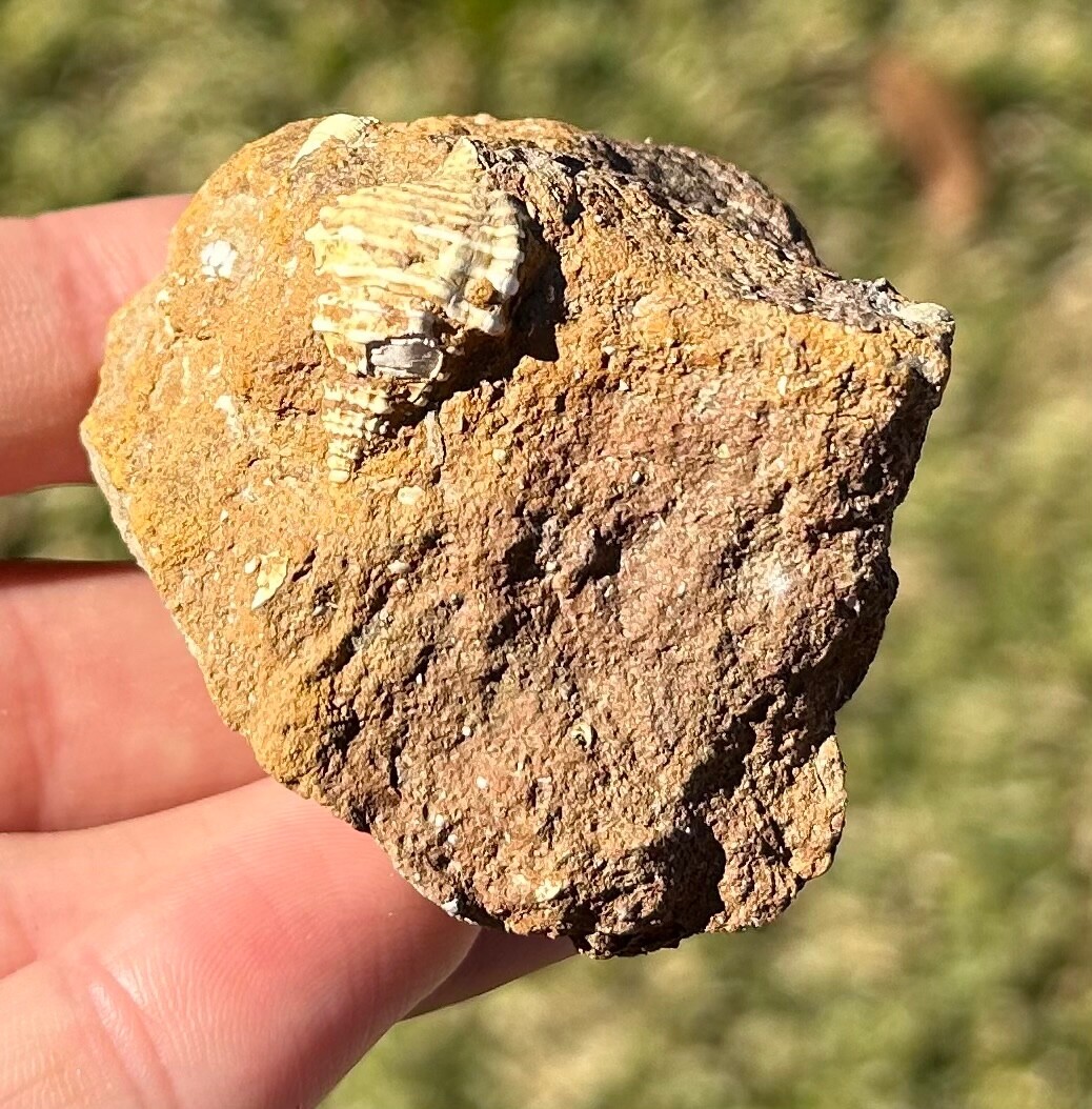 Texas Fossil Gastropod in Matrix Distorsio septemdentata Eocene Shell ...