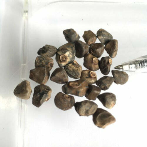 Musa aurantiaca | Orange Banana | 5 Seeds | eBay