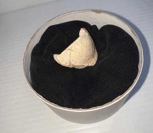 Stunning Opalized Shell Fossil Specimen; Display Opal Sea Coober Pedy ...