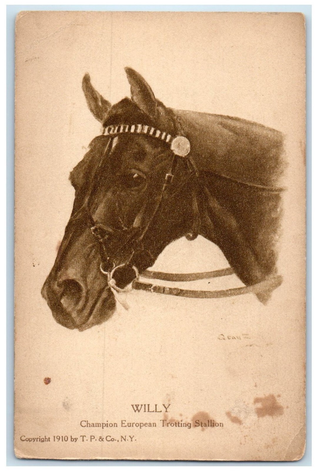 c1910's Willy Champion Of European Trotting Stallion Horse Animals ...