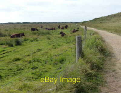 Photo 6x4 Cattle next to the Norfolk Coast Path Horsey Corner c2018 ...