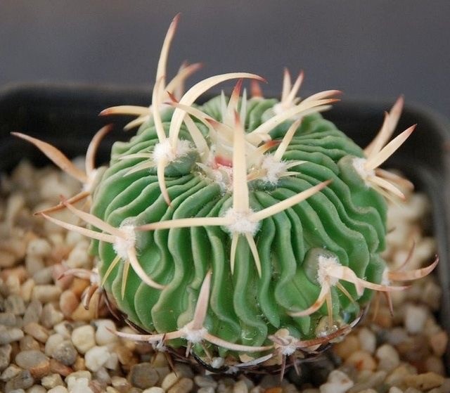 WAVE CACTUS (Echinofossulocactus violaciflorus) 10 seeds | eBay