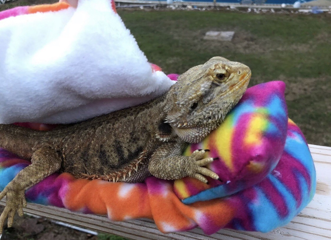 TYE DYE PRINT LARGE ATTACHABLE RESTING BED SET SOFT COVER 4 BEARDED ...