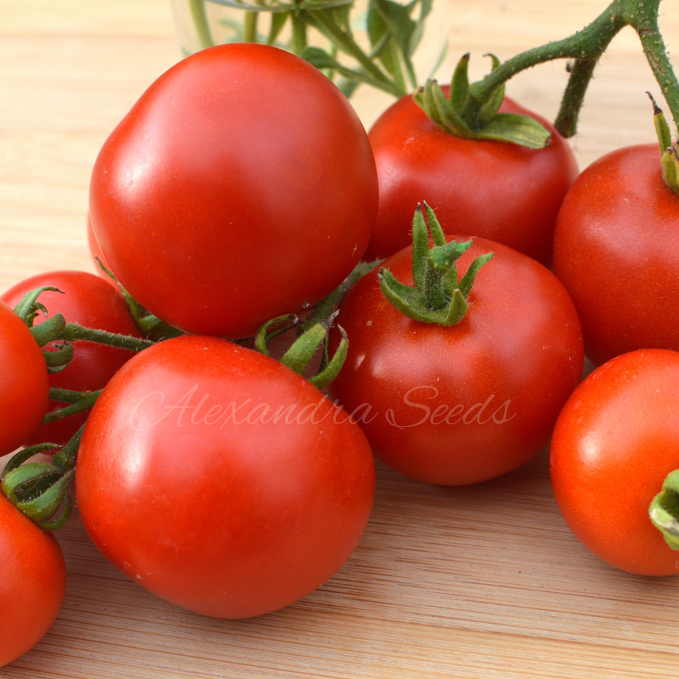 TOMATO 4 PACK BUNDLE - Golden Sunrise, Roma, Alicante, Amateur ...