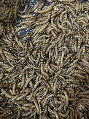 2k Live Superworms - Large FREE SHIPPING | eBay