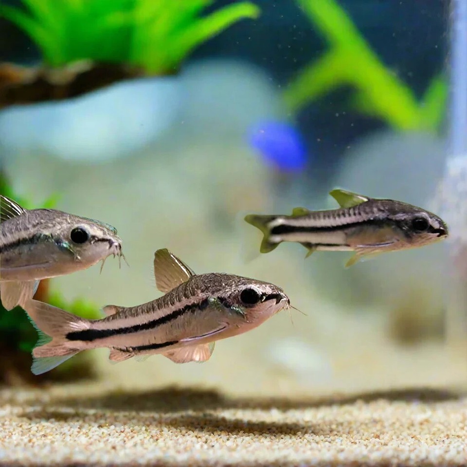 6 Pygmy Corydoras TANK BRED! HIGH QUALITY!! Live Freshwater Fish Cory ...