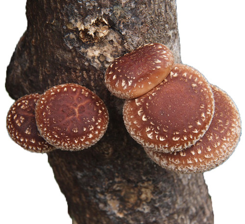 Shiitake (Lentinula edodes) Liquid Culture | eBay