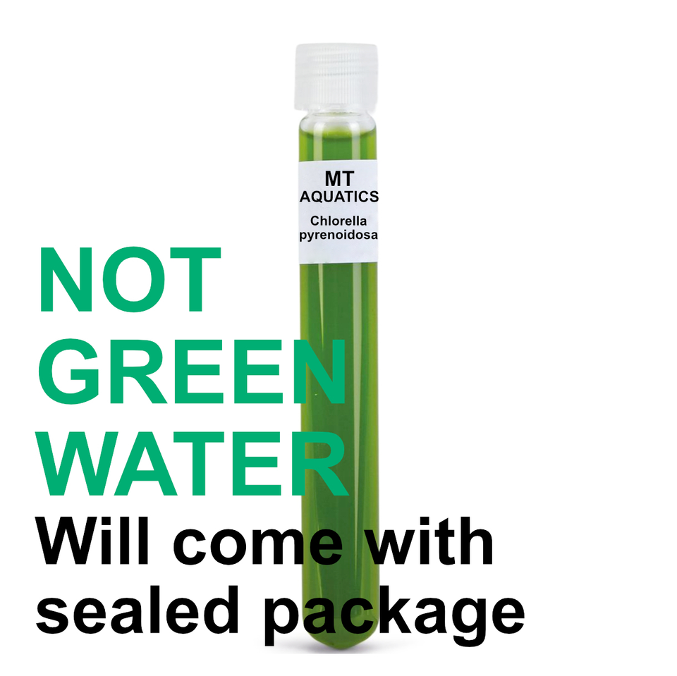 Chlorella pyrenoidosa Algae | Lab Made | Shrimp Breeding | Algae ...