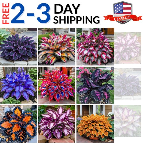 200+ Hosta Seeds for Planting - Perennial Hosta Seeds Outdoor Garden ...