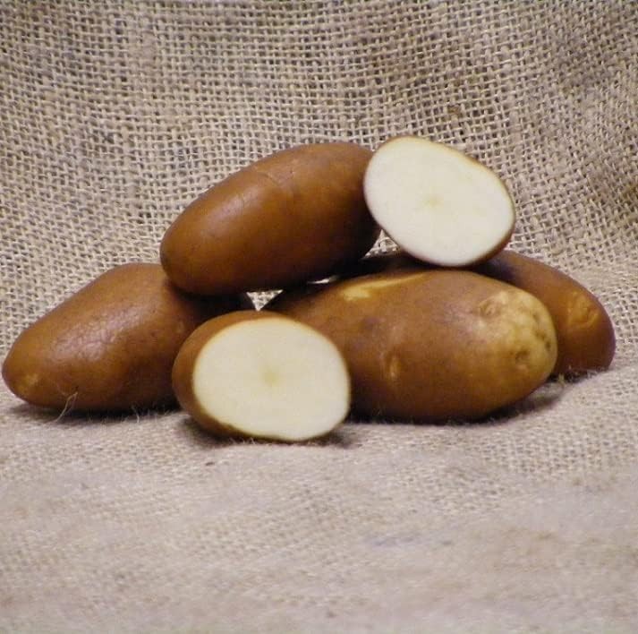 Seed Potatoes 70+ Varieties - Scottish Basic Seed Potatoes X20 Tubers ...