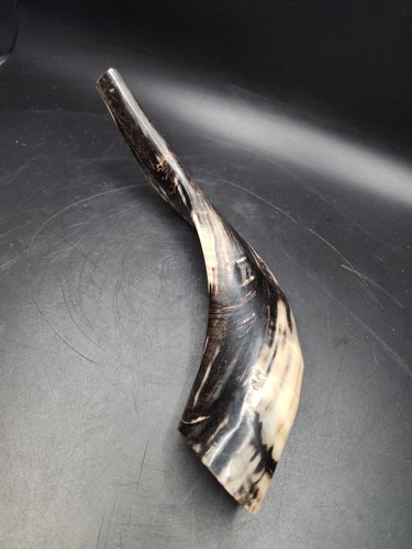 Kosher Polished Ram's Horn Shofar from Israel 9.5"L Judaism Jewish High ...