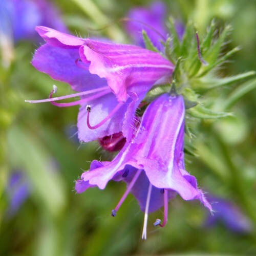 Echium plantagineum Blueweed Flower dwarf hybrids mixed 800 seeds+LABEL ...