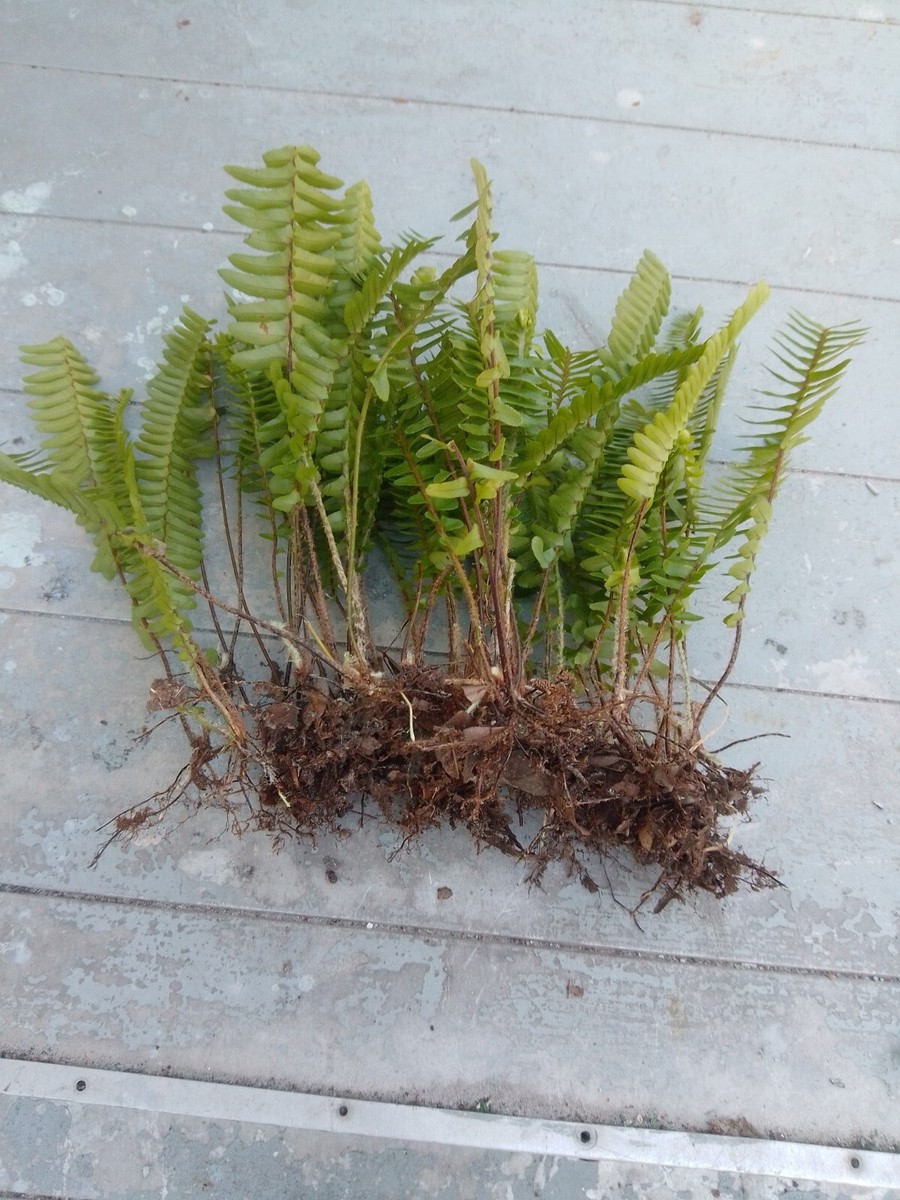 Fern Rhizomes