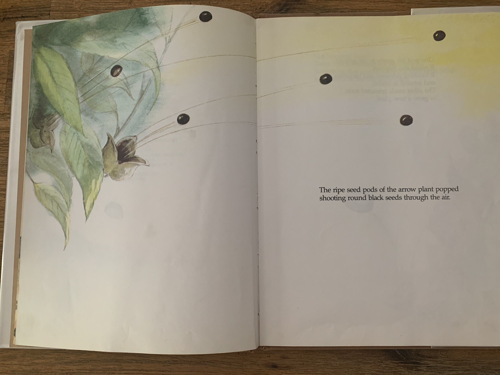 Jumping Bean Edna Miller 1st Edition 1979 Hardcover - scarce htf | eBay