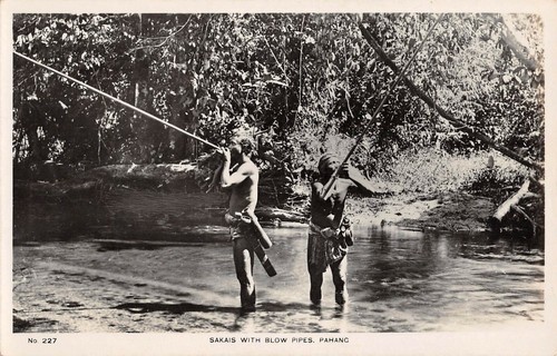 PAHANG, MALAYSIA, SEMANG NATIVE MEN HUNTING WITH BLOW PIPES, RPPC c ...