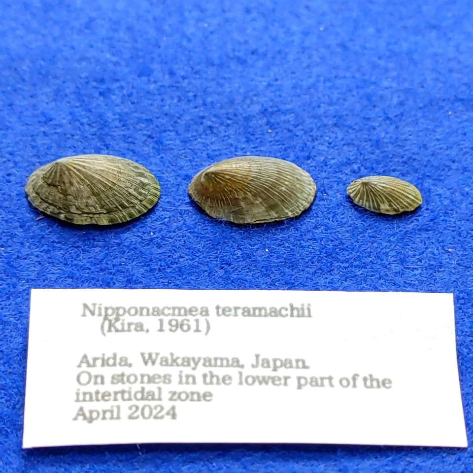 Nipponacmea teramachii 18-10mm Rare Limpet shell Sea shells | eBay