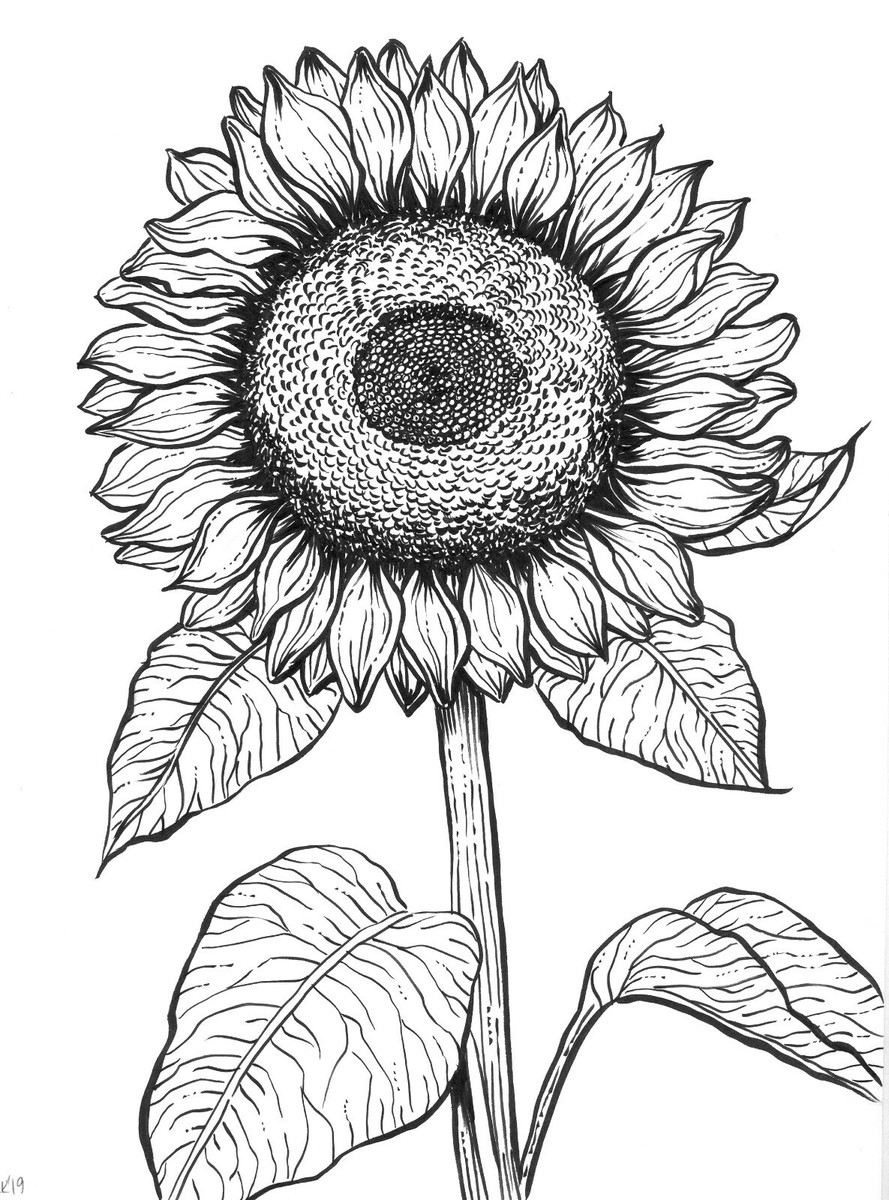Sunflower Realistic Portrait Drawing JUST A SUNFLOWER Charcoal Drawing