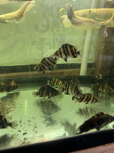 AAA Indo mix Bar Datnoid. 4" Inches Tropical Live Fish Tiger Fish | eBay