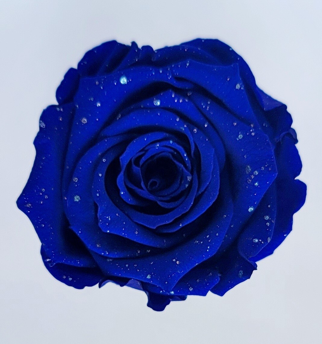 ROYAL BLUE Roses Galaxy blue long-lasting Rose Amor preserved roses | eBay