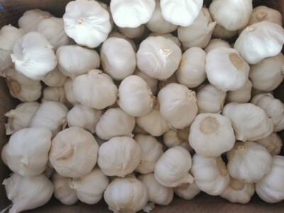 Whole Fresh Garlic Jumbo Premium Quality Bulk Size Lots 1 3 5 10 20 ...