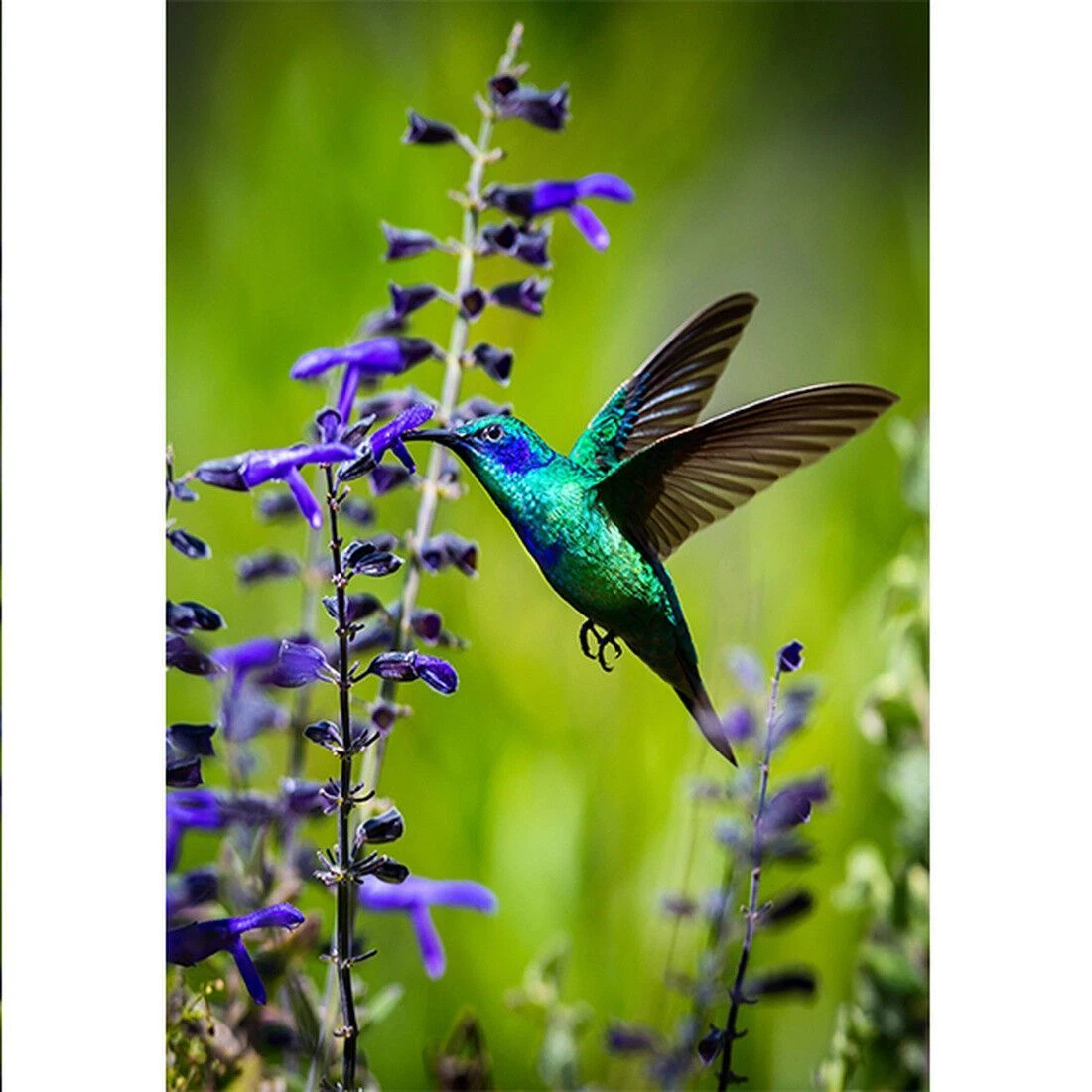 Hummingbird Garden Flags | Fasci Garden