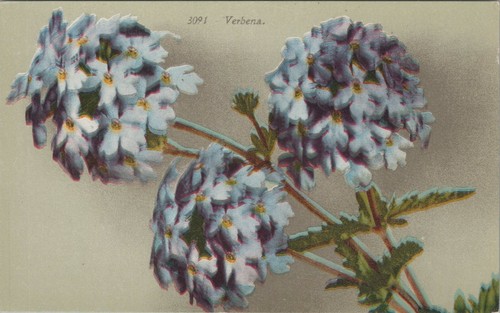 Verbena Hydrangea Like Flower Greeting Divided Back Vintage Post Card ...