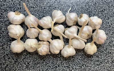 4oz. Naturally grown Walla Walla soft neck garlic (volume pricing ...