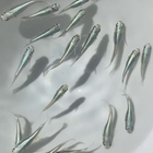 8 Medaka, Platinum Blue Miyuki Japanese Rice Fish, Easy Hardy Aquarium ...