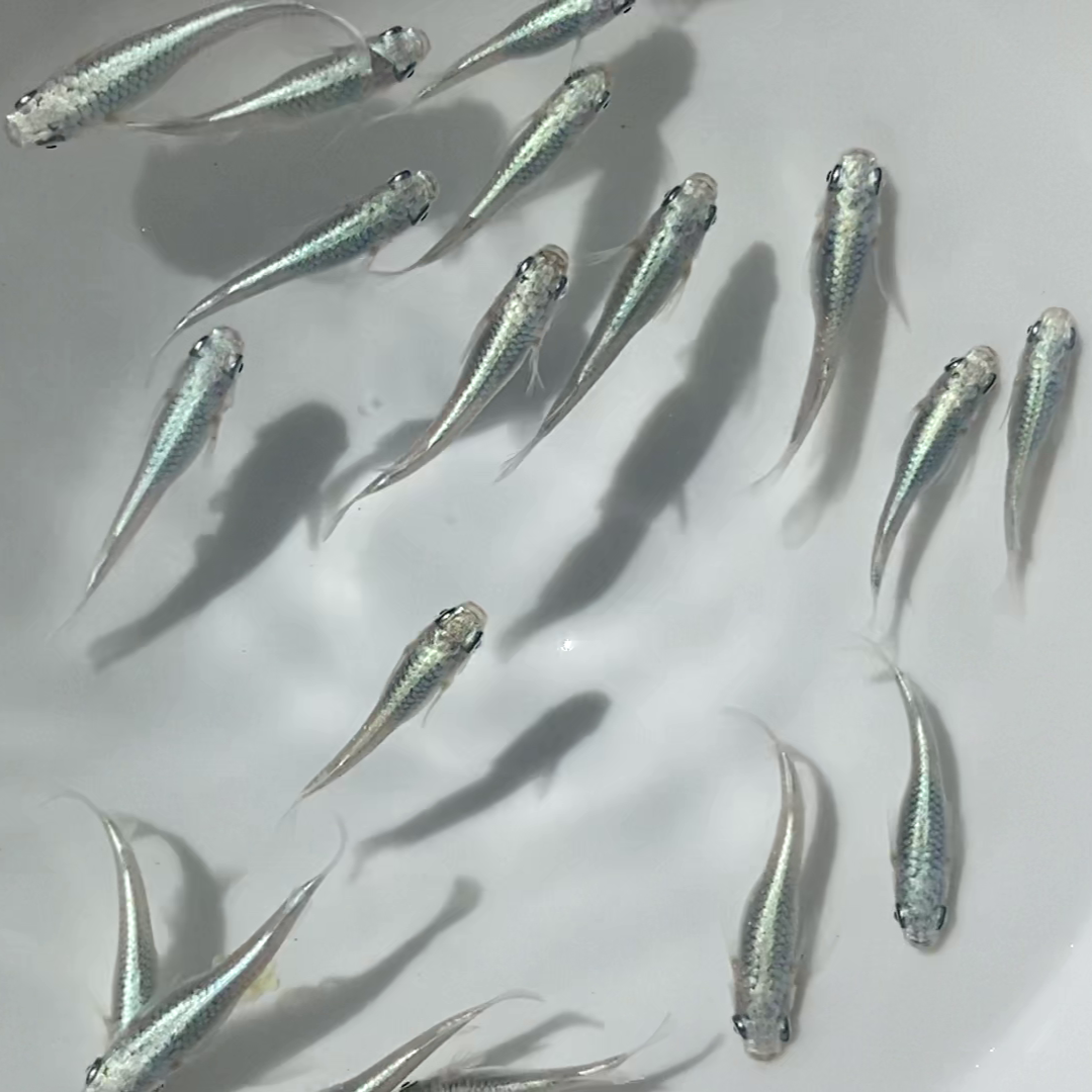 8 Medaka, Platinum Blue Miyuki Japanese Rice Fish, Easy Hardy Aquarium ...