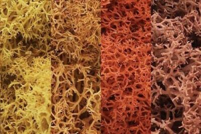 Autumn Mix Lichen for model sceneries - Woodland scenics WL165 | eBay UK