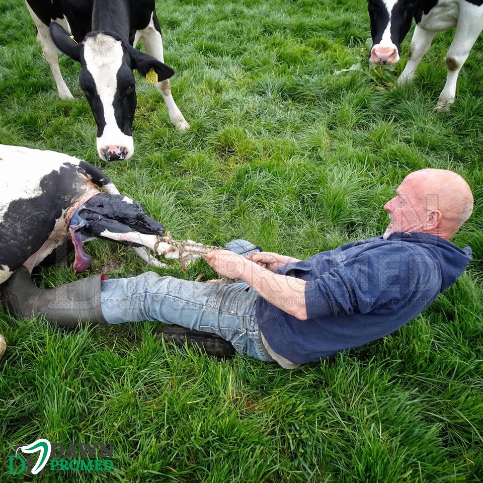 4 Pcs Calf Pulling Hook & Chain 30" Apparatus Leg Catch Veterinary Inst ...