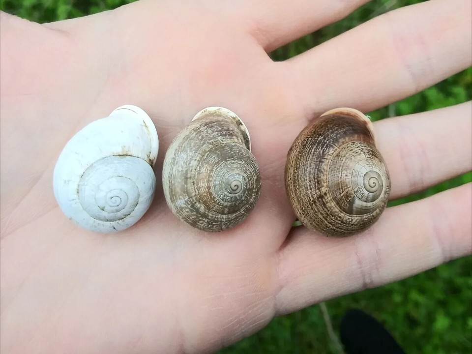 Live Garden snails. (5) Milk snails Otala Feeder Educational Pet | eBay