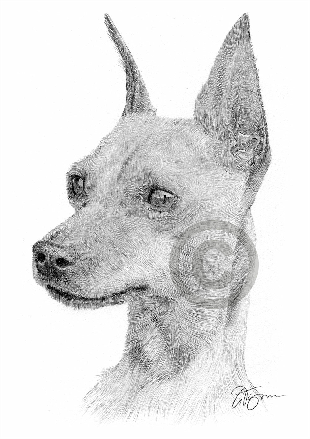 MINIATURE PINSCHER art pencil drawing print A4 / A3 signed pet portrait ...