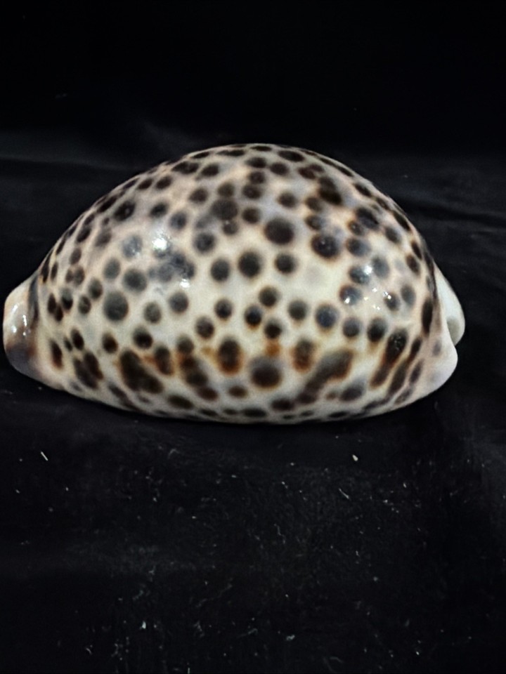 Cypraea Tigris 84.2mm No Collection Data (E206) | eBay