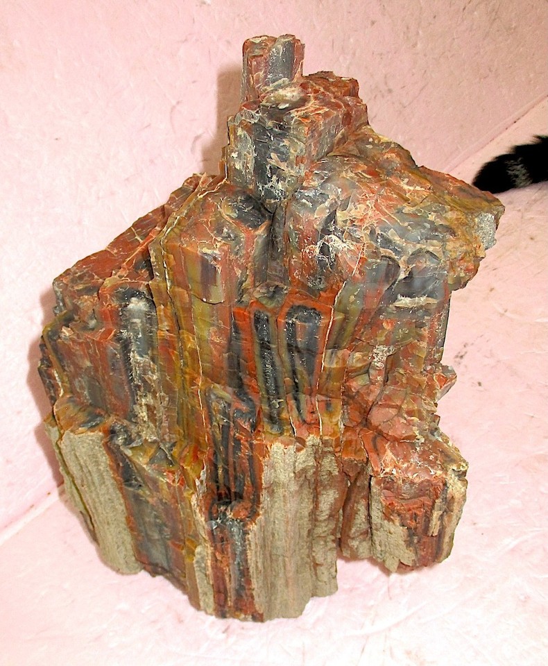 PETRIFIED WOOD Tree Trunk Fossil 17 lb Magnificent RAINBOW Coloration ...