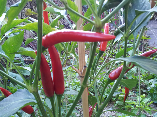 Hot Goat Horn Chilli, Very RARE - 15 Seeds | eBay Australia