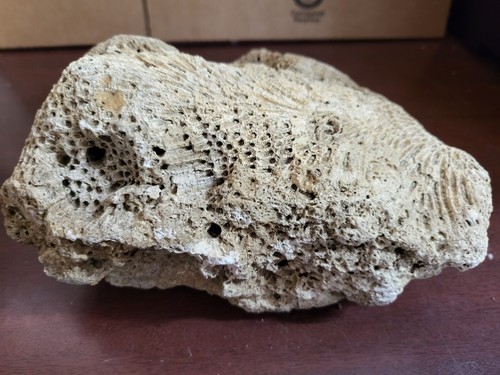 4 pound Natural Dry Reef Rock Fossil from the Mississippi 8 x 6 x 4 ...